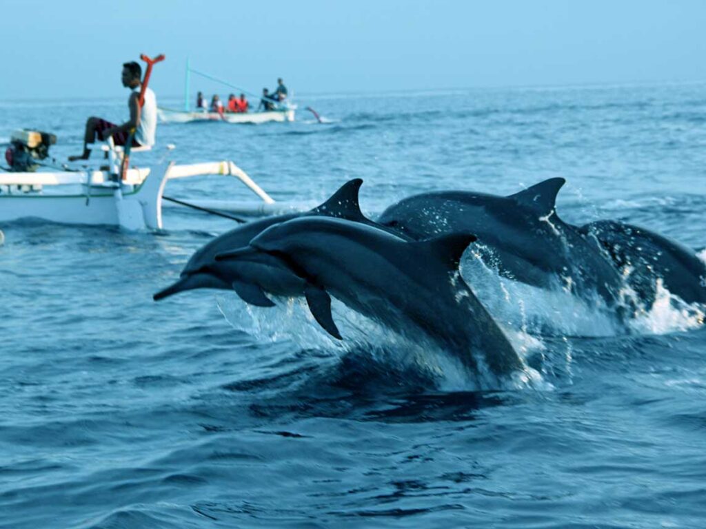 Best Bali Dolphin Tour 2024 | Bali Day Tours